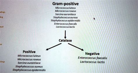 Gram Positive Micrococcus Luteus Micrococcus Roseus Sarcina Aurantiaca Staphylococcus Aureus