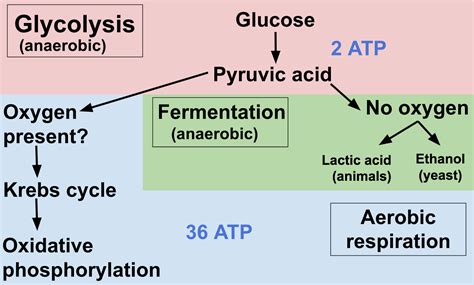 Pptx 5 2 Cellular Respiration Aerobic Respiration Pla Vrogue Co