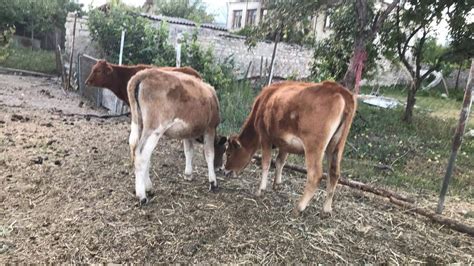 საქონლის ყიდვა გაყიდვა Facebook