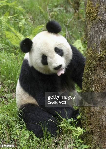 Giant Panda Protection And Research Center Photos And Premium High Res