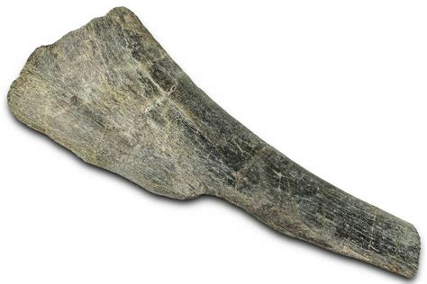 7 95 Fossil Dinosaur Bone Section Montana 326477 For Sale