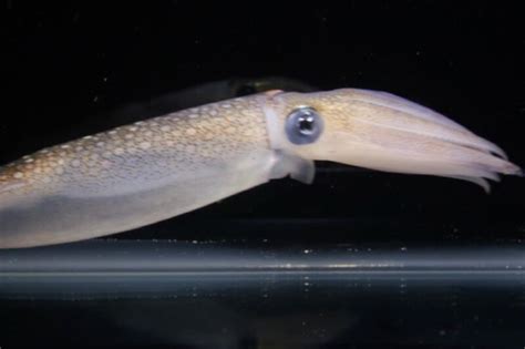 Human Cells Hacked To Act Like Squid Skin Cells Could Unlock Key To