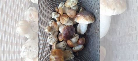 Белые грибы свежие купить в Ярославле Товары для дома и дачи Авито