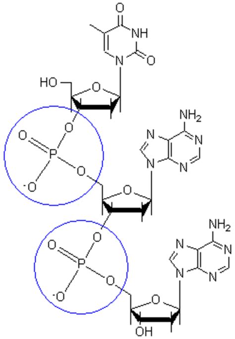 Deoxyribonucleic Acid Dna Chemtalk