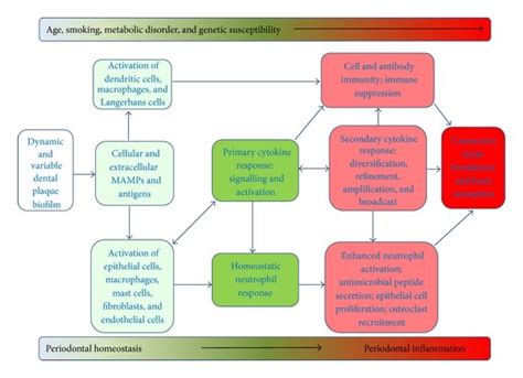 Schematic To Illustrate The Pathogenesis Of Periodontitis The Dental