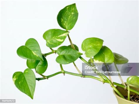 녹색 집 식물 황금 포토스 공장 하트 모양의 잎 그 가지는 프레임의 측면에서 냄비에서 나오는 흰색 배경 0명에 대한 스톡 사진 및 기타 이미지 Istock
