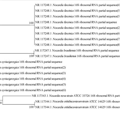 16s Rrna Sequence Based Phylogenetic Tree Of Clinical Isolates Of