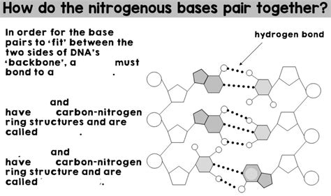 How Do Nitrogenous Bases Pair Together Diagram Quizlet