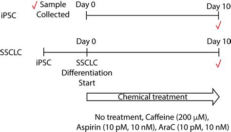 Suppression Of Trinucleotide Repeat Expansion In Spermatogenic Cells In Huntingtons Disease