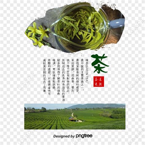 차 일러스트 문화 포스터 레이어 소재찻잎디자인 Png 일러스트 무료 다운로드 Lovepik