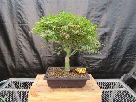 Dwarf Japanese Maple Tree Green