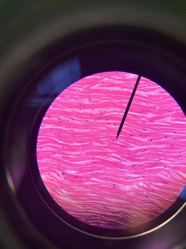 Connective Tissue Lab Flashcards Quizlet