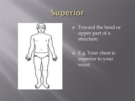 Ppt Anatomical Directional Terms Powerpoint Presentation Free