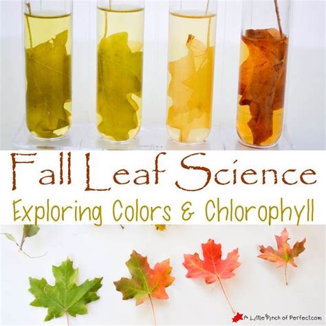 Easy Fall Leaf Science Experiment Exploring Colors And Chlorophyll With