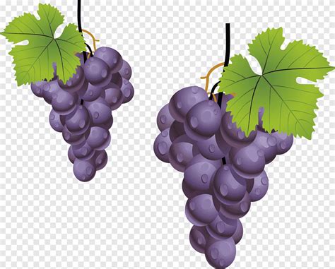 Hojas De Uva Kyoho Fruta Uva Uvas Moradas Fruta Comida Hoja Png Pngegg