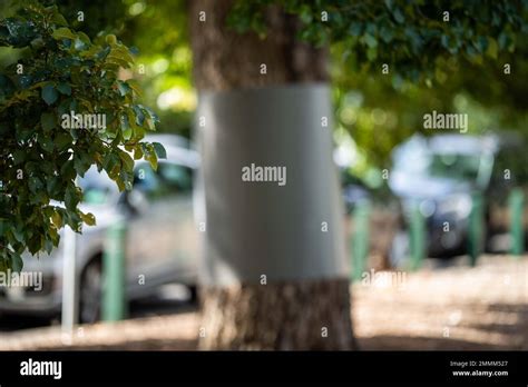 Tree Guard On A Mature Tree In A Park Protecting It From Possums In Melbourne Stock Photo Alamy