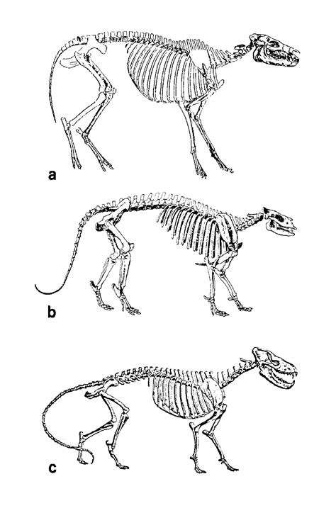 Fossil Record Transitional Fossils