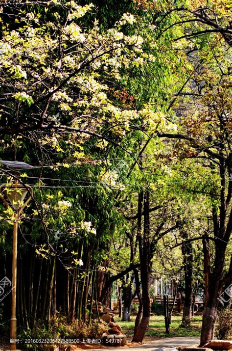梨树林 森林植被 自然风景 摄影素材 汇图网www huitu