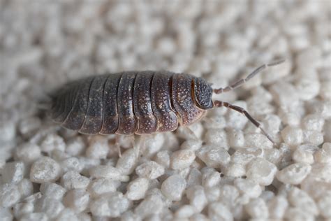 What Is A Sow Bug Secret Agent Pest Control