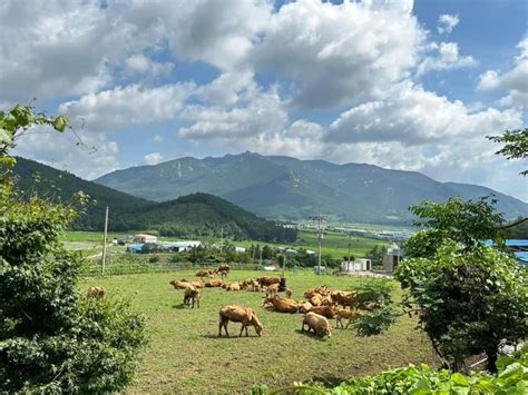 풀로만 목장 20240213 화요일 맑음 풀로만목장의 새로운 목표 사람을 사람답게 소를 소답게