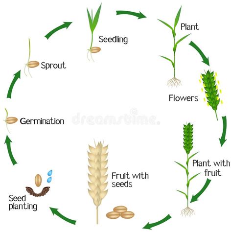 Wheat Plant Diagram Wheat Sketch Images Browse 44547 Stock