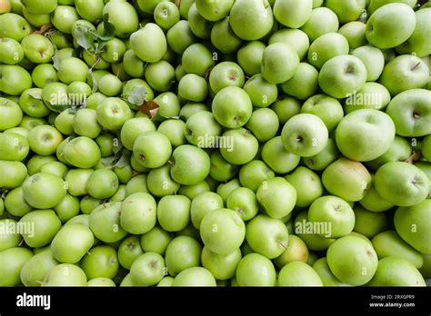 Granny Smith Apples Season At Alice Pinard Blog