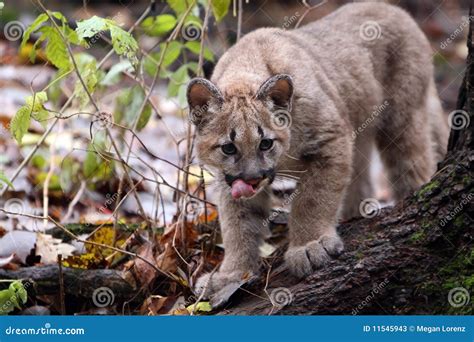 Young Cougar Stock Image Image Of Alert Stalking Hungry 11545943