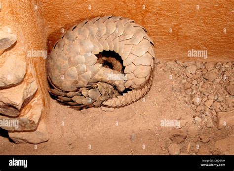 Pangolin Baby