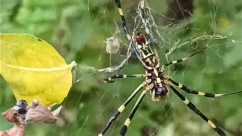 무당거미 수컷작은 것 암컷 큰것 거미줄ㆍ거미줄로 돌돌 말아 저장한 거미의 먹이 Youtube