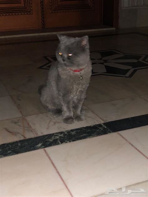 قط للتبني مكس شيرازي و برتش لونق هير حراج