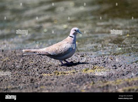Close Up Beautiful Collared Dove Or Streptopelia Decaocto Perching On Tree Branch With Dark