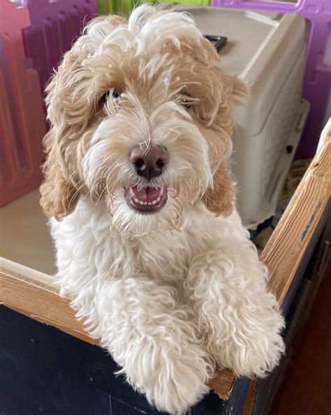 🌈 Heidi Hildi 💕 Breeder Of Quality Labradoodles Puppies