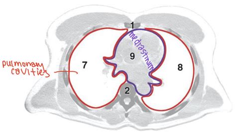 Chest Wall And Lungs Flashcards Quizlet