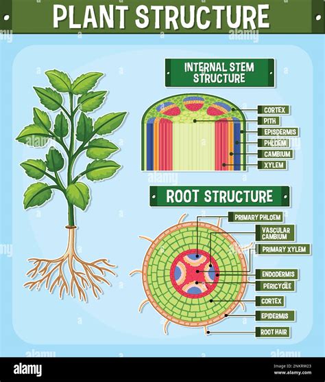 Production Plant Structure At Quentin Burton Blog