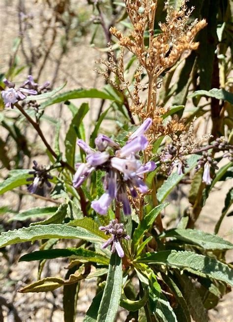 How To Grow Eriodictyon Crassifolium Earthone