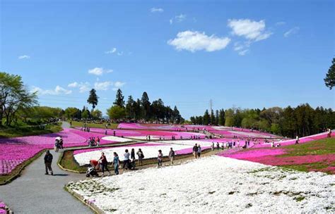 芝桜 秩父観光協会