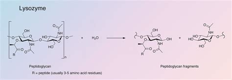 Lysozyme Worthington Enzyme Manual Worthington Biochemical