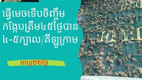 របៀបចិញ្ចឹម កង្កែប សាច់ ត្រឹម៤៥ថ្ងៃ អាយុ ២២ថ្ងៃ Youtube