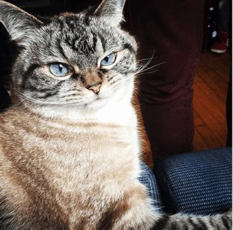 Meet Loki Kitteh A Cuddly And Cute Cat Vampire