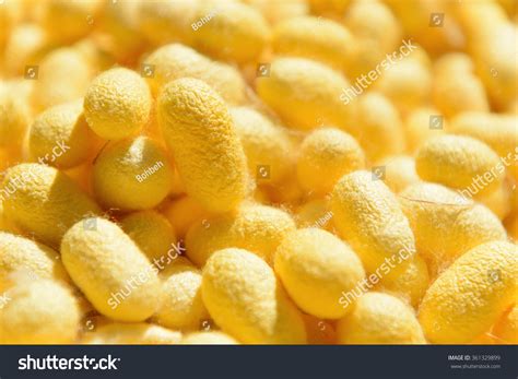 How To Store Silkworm Eggs At Aurora Mcdonald Blog