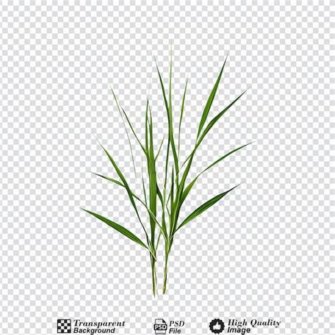 Простая трава большая изолированная на прозрачном фоне Премиум Ai сгенерированный Psd