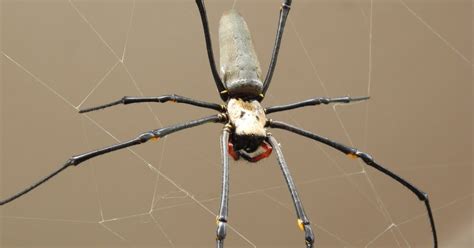 The Phytophactor Sexual Dimorphism Golden Orb Spiders