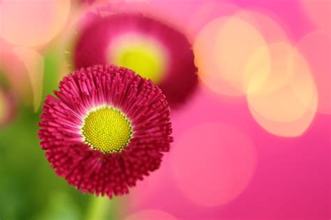 꽃 카드 황금 빛보케와 자홍색 보라색 배경에 핑크 데이지 발렌타인 데이 인사말 카드 어머니의 날 국제 여성의 날꽃 봄 배경 0명에 대한 스톡 사진 및 기타 이미지 Istock