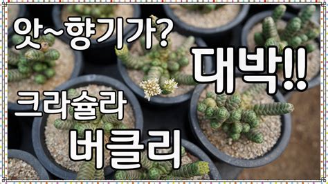 다육이 키우기 다육식물 종류 번식 향기있는 크라슐라 버클리 Youtube