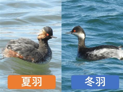 ハジロカイツブリの夏羽と冬羽の違い 野鳥情報