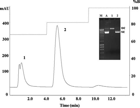 Chromatographic Profile Of Pdna Isoforms Separation Using The Agmatine