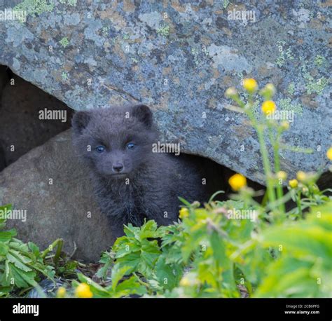Young Playful Arctic Fox Cub Fox Alopex Lagopus Beringensis Curious Looking From Their Lair