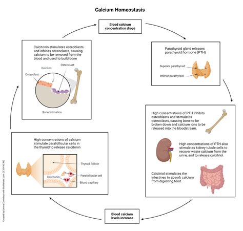 Regulation Of Blood Calcium Calcitonin And Parathyroid Hormone