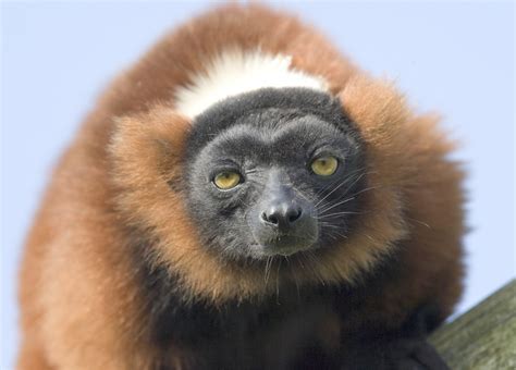 Red Ruffed Lemur Size