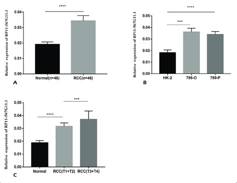 Rp11 567g111 Was Up Regulated In Rcc Tissues And Cells A Relative